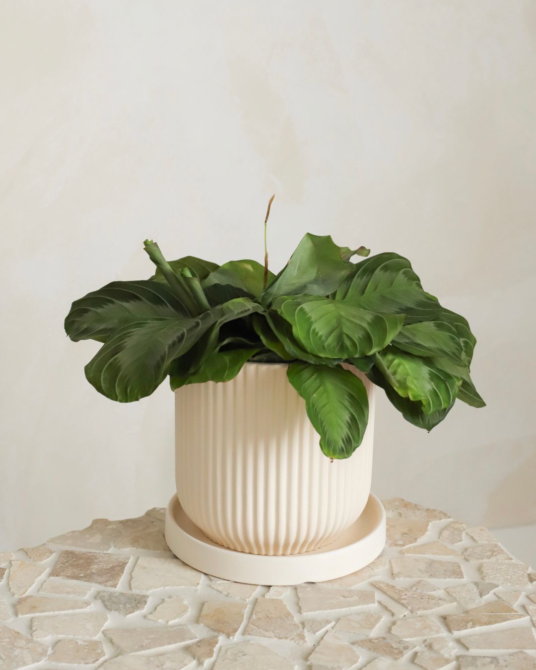 Pot pour plante Ripple – Moi d'abord